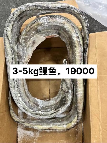 河鳗鱼多少钱一斤_河鳗鱼价格行情-第2张图片-山城妙识 河鳗鱼多少钱一斤_河鳗鱼价格行情-第2张图片-山城妙识
