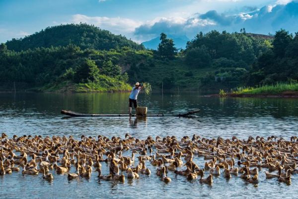 临武鸭图片哪里找_临武鸭长什么样-第1张图片-山城妙识 临武鸭图片哪里找_临武鸭长什么样-第1张图片-山城妙识