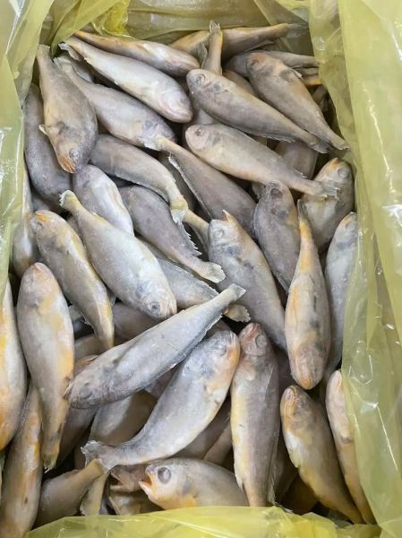 黄花鱼多少钱一斤_野生黄花鱼价格表-第2张图片-山城妙识 黄花鱼多少钱一斤_野生黄花鱼价格表-第2张图片-山城妙识