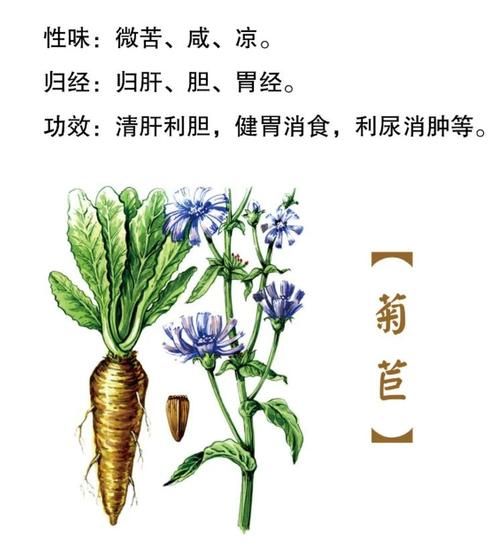 菊苣的功效与作用_菊苣的禁忌有哪些-第1张图片-山城妙识 菊苣的功效与作用_菊苣的禁忌有哪些-第1张图片-山城妙识