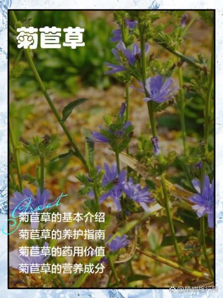 菊苣的功效与作用_菊苣的禁忌有哪些-第2张图片-山城妙识 菊苣的功效与作用_菊苣的禁忌有哪些-第2张图片-山城妙识