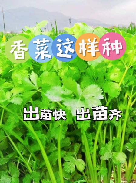 伏天香菜怎么种_伏天香菜种植方法-第1张图片-山城妙识