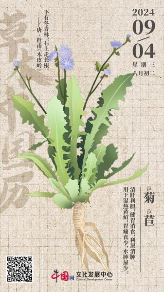 菊苣的功效与作用_菊苣的禁忌有哪些-第3张图片-山城妙识 菊苣的功效与作用_菊苣的禁忌有哪些-第3张图片-山城妙识