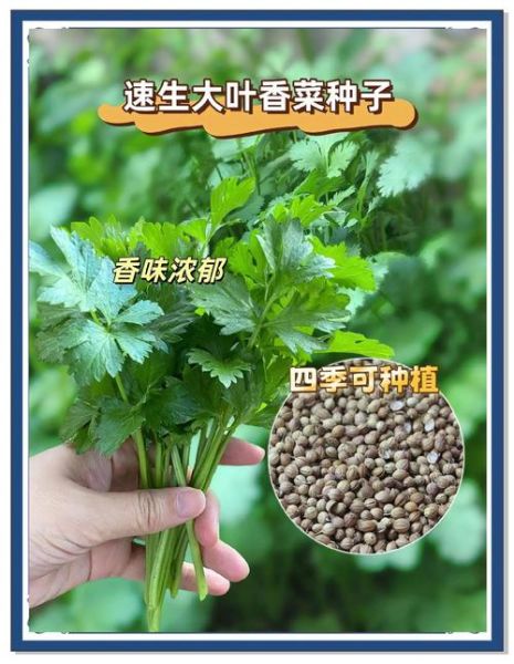 伏天香菜怎么种_伏天香菜种植方法-第3张图片-山城妙识