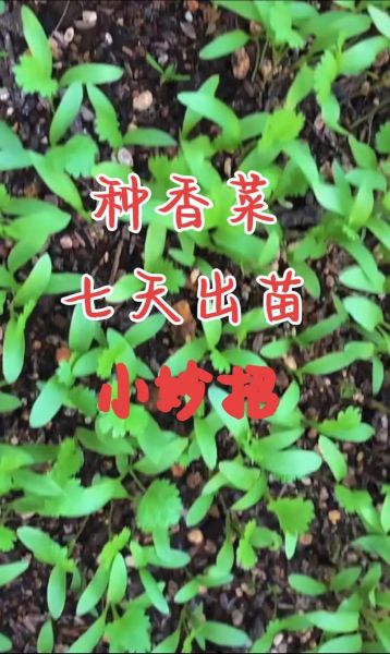 伏天香菜怎么种_伏天香菜种植方法-第2张图片-山城妙识