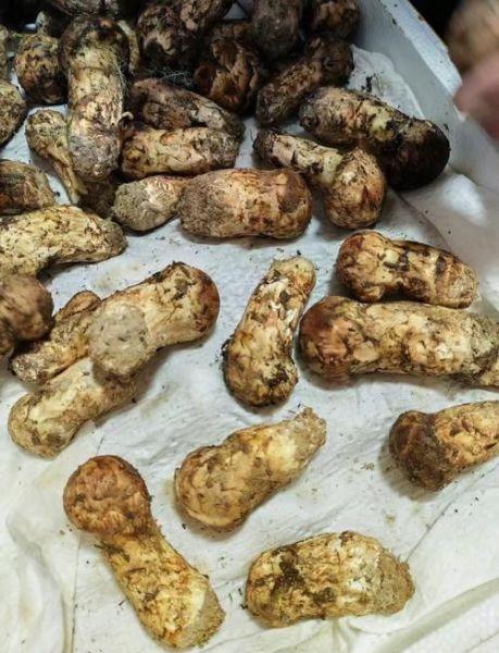 松茸多少钱一斤_松茸价格为什么那么贵-第1张图片-山城妙识 松茸多少钱一斤_松茸价格为什么那么贵-第1张图片-山城妙识