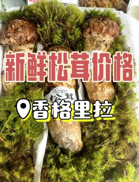 松茸多少钱一斤_松茸价格为什么那么贵-第2张图片-山城妙识 松茸多少钱一斤_松茸价格为什么那么贵-第2张图片-山城妙识