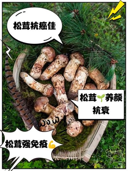 松茸多少钱一斤_松茸价格为什么那么贵-第3张图片-山城妙识 松茸多少钱一斤_松茸价格为什么那么贵-第3张图片-山城妙识