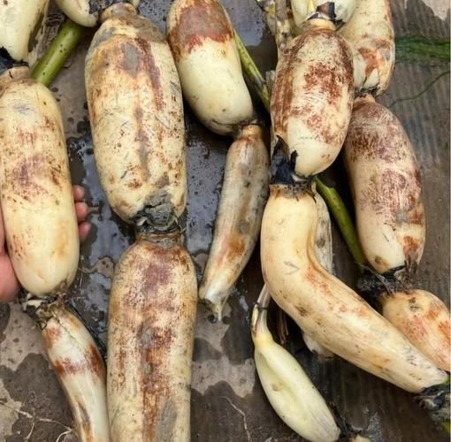 莲藕图片大全高清图片_莲藕怎么挑选最新鲜-第2张图片-山城妙识 莲藕图片大全高清图片_莲藕怎么挑选最新鲜-第2张图片-山城妙识