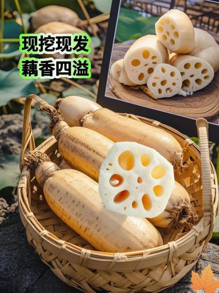 莲藕图片大全高清图片_莲藕怎么挑选最新鲜-第3张图片-山城妙识 莲藕图片大全高清图片_莲藕怎么挑选最新鲜-第3张图片-山城妙识