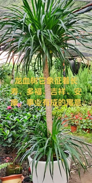 中国十大吉祥树有哪些_风水寓意详解-第1张图片-山城妙识 中国十大吉祥树有哪些_风水寓意详解-第1张图片-山城妙识