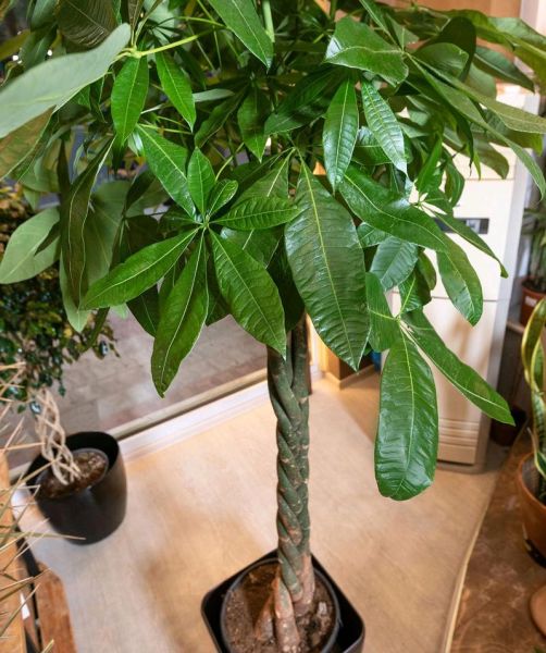 中国十大吉祥树有哪些_风水寓意详解-第3张图片-山城妙识 中国十大吉祥树有哪些_风水寓意详解-第3张图片-山城妙识