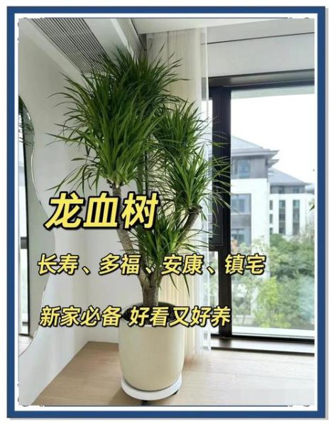 中国十大吉祥树有哪些_风水寓意详解-第2张图片-山城妙识 中国十大吉祥树有哪些_风水寓意详解-第2张图片-山城妙识