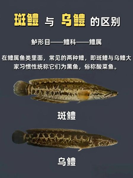 黑鱼养殖技术大全_黑鱼养殖常见问题-第3张图片-山城妙识 黑鱼养殖技术大全_黑鱼养殖常见问题-第3张图片-山城妙识