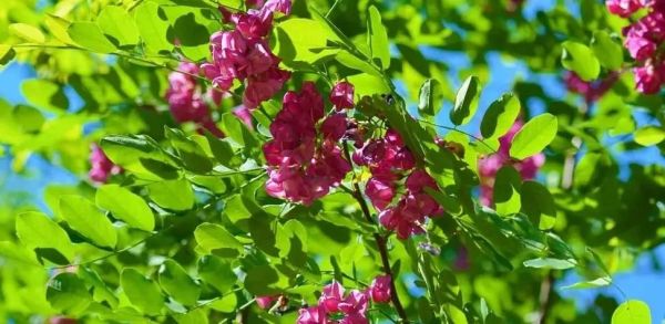 刺槐什么时候开花_刺槐花期持续多久-第1张图片-山城妙识 刺槐什么时候开花_刺槐花期持续多久-第1张图片-山城妙识