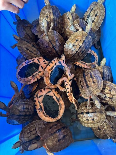 金钱龟图片_价格表多少钱一只-第3张图片-山城妙识 金钱龟图片_价格表多少钱一只-第3张图片-山城妙识