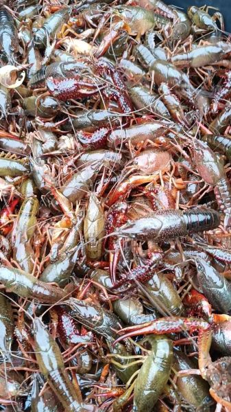 小龙虾养殖环境要求_小龙虾养殖技术有哪些-第2张图片-山城妙识 小龙虾养殖环境要求_小龙虾养殖技术有哪些-第2张图片-山城妙识