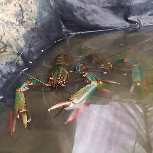 小龙虾养殖环境要求_小龙虾养殖技术有哪些-第3张图片-山城妙识 小龙虾养殖环境要求_小龙虾养殖技术有哪些-第3张图片-山城妙识