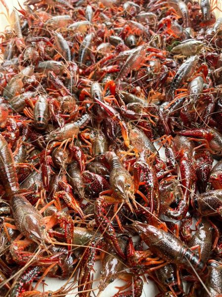 小龙虾养殖环境要求_小龙虾养殖技术有哪些-第1张图片-山城妙识 小龙虾养殖环境要求_小龙虾养殖技术有哪些-第1张图片-山城妙识