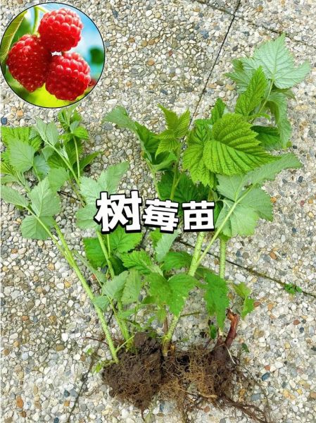 覆盆子树怎么种_覆盆子树几年结果-第1张图片-山城妙识 覆盆子树怎么种_覆盆子树几年结果-第1张图片-山城妙识