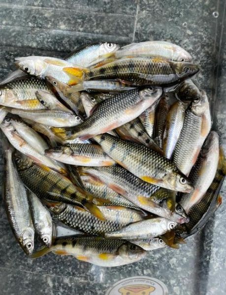 溪水石斑鱼怎么钓_溪水石斑鱼吃什么-第1张图片-山城妙识 溪水石斑鱼怎么钓_溪水石斑鱼吃什么-第1张图片-山城妙识