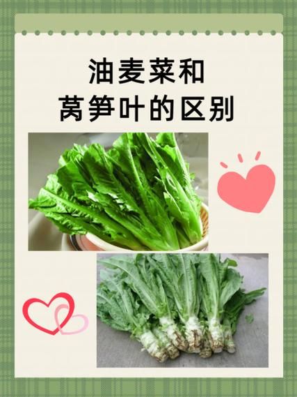 油麦什么意思_网络用语油麦的出处-第1张图片-山城妙识