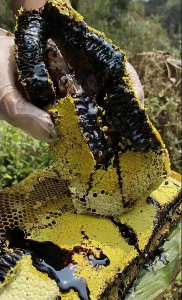 老蜂巢蜜的功效与作用_老蜂巢蜜怎么吃最好-第2张图片-山城妙识 老蜂巢蜜的功效与作用_老蜂巢蜜怎么吃最好-第2张图片-山城妙识