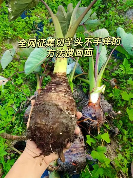 魔芋头有毒吗_魔芋头怎么去皮不手痒-第2张图片-山城妙识 魔芋头有毒吗_魔芋头怎么去皮不手痒-第2张图片-山城妙识