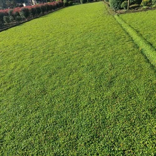 马蹄金草坪怎么种_马蹄金草坪优缺点-第2张图片-山城妙识