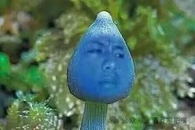 蓝瘦香菇什么意思_蓝瘦香菇出处-第3张图片-山城妙识 蓝瘦香菇什么意思_蓝瘦香菇出处-第3张图片-山城妙识