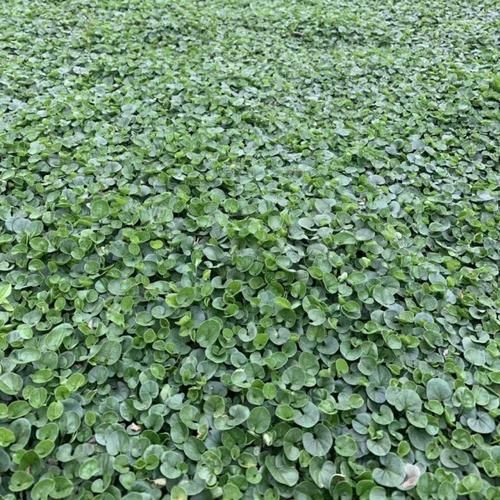 马蹄金草坪怎么种_马蹄金草坪优缺点-第1张图片-山城妙识