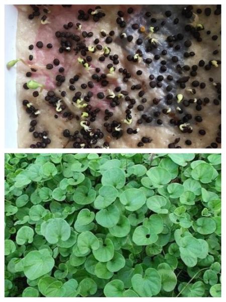 马蹄金草坪怎么种_马蹄金草坪优缺点-第3张图片-山城妙识