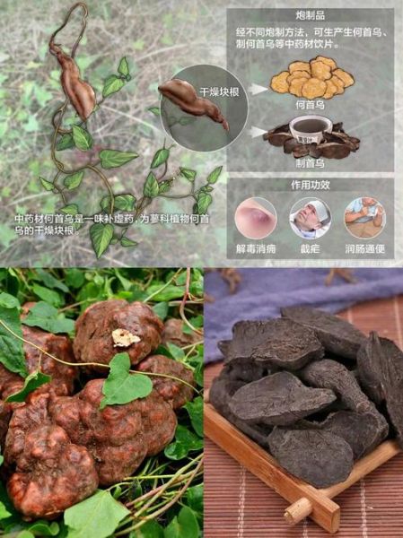 何首乌长什么样_真假何首乌图片对比-第2张图片-山城妙识
