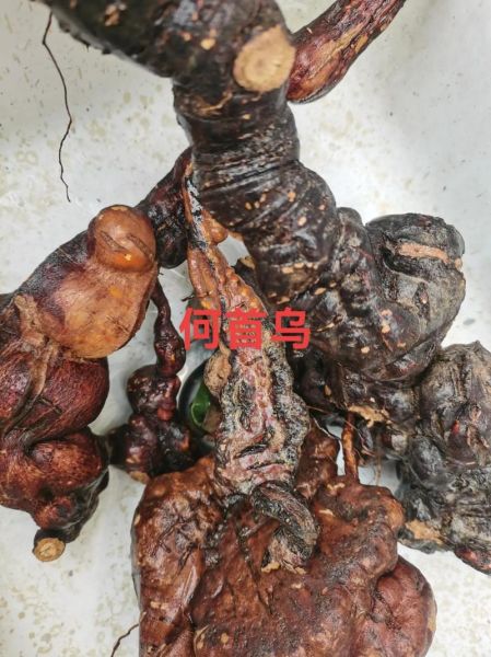 何首乌长什么样_真假何首乌图片对比-第3张图片-山城妙识