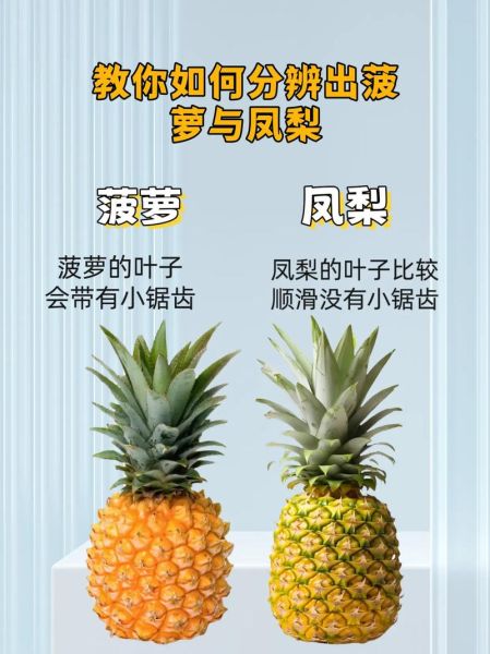 菠萝和凤梨一样吗_凤梨和菠萝的区别-第3张图片-山城妙识 菠萝和凤梨一样吗_凤梨和菠萝的区别-第3张图片-山城妙识