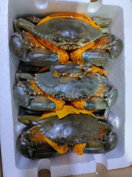 三门青蟹怎么保存不会死_三门青蟹如何保存活三天以上-第1张图片-山城妙识 三门青蟹怎么保存不会死_三门青蟹如何保存活三天以上-第1张图片-山城妙识