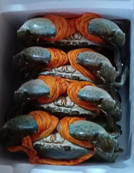 三门青蟹怎么保存不会死_三门青蟹如何保存活三天以上-第2张图片-山城妙识 三门青蟹怎么保存不会死_三门青蟹如何保存活三天以上-第2张图片-山城妙识