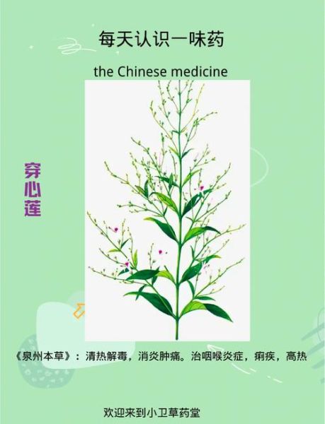 穿心莲片副作用有哪些_吃了会拉肚子吗-第2张图片-山城妙识 穿心莲片副作用有哪些_吃了会拉肚子吗-第2张图片-山城妙识