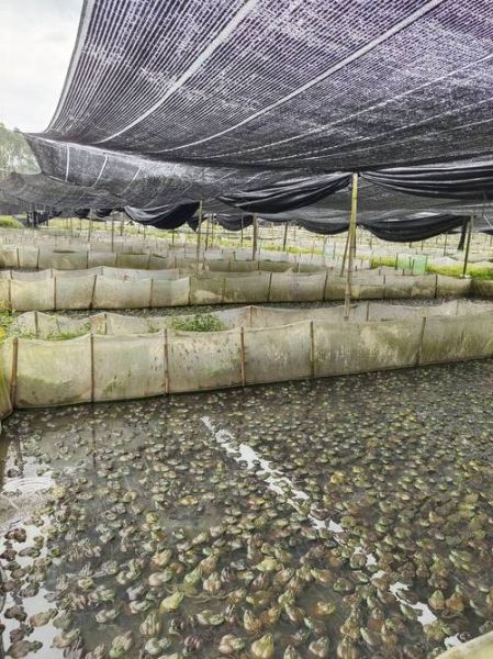 牛蛙养殖基地怎么选_牛蛙养殖基地投资成本-第3张图片-山城妙识 牛蛙养殖基地怎么选_牛蛙养殖基地投资成本-第3张图片-山城妙识