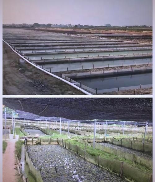 牛蛙养殖基地怎么选_牛蛙养殖基地投资成本-第1张图片-山城妙识 牛蛙养殖基地怎么选_牛蛙养殖基地投资成本-第1张图片-山城妙识