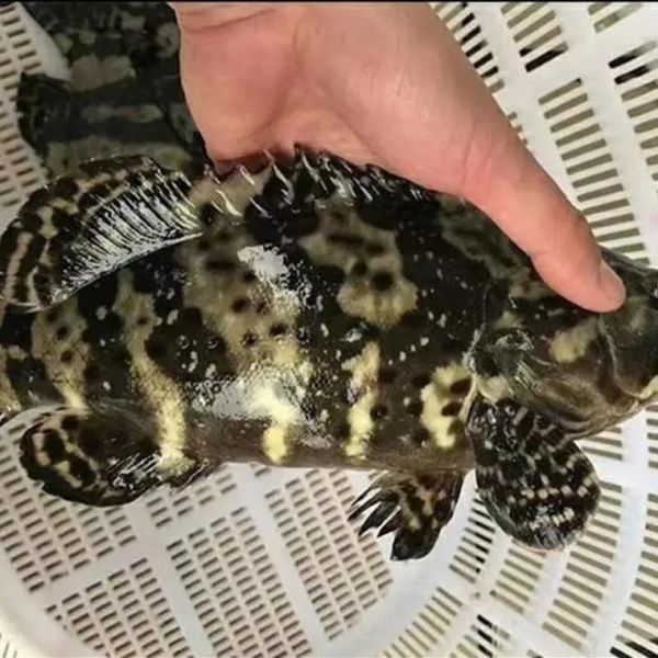 珍珠石斑鱼多少钱一斤_珍珠石斑鱼怎么做好吃-第1张图片-山城妙识 珍珠石斑鱼多少钱一斤_珍珠石斑鱼怎么做好吃-第1张图片-山城妙识