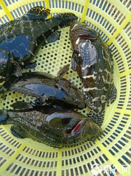 珍珠石斑鱼多少钱一斤_珍珠石斑鱼怎么做好吃-第3张图片-山城妙识 珍珠石斑鱼多少钱一斤_珍珠石斑鱼怎么做好吃-第3张图片-山城妙识