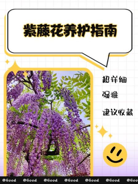 紫藤怎么养_紫藤花什么时候开-第1张图片-山城妙识 紫藤怎么养_紫藤花什么时候开-第1张图片-山城妙识
