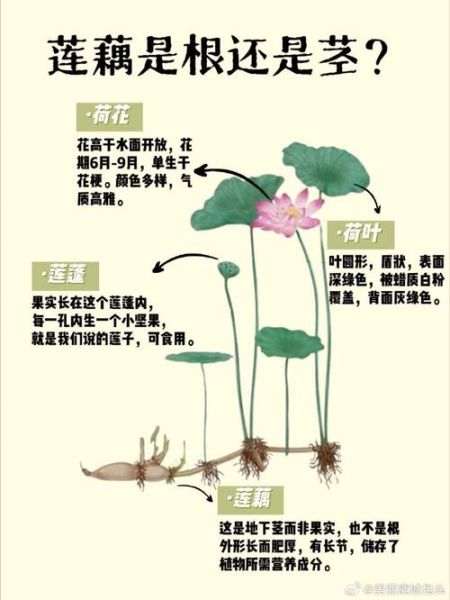 莲藕什么时候种最合适_莲藕种植方法步骤-第2张图片-山城妙识 莲藕什么时候种最合适_莲藕种植方法步骤-第2张图片-山城妙识