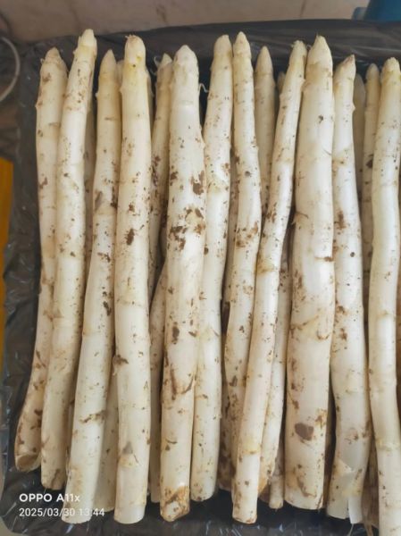 白芦笋不能和什么一起吃_白芦笋相克食物有哪些-第1张图片-山城妙识 白芦笋不能和什么一起吃_白芦笋相克食物有哪些-第1张图片-山城妙识