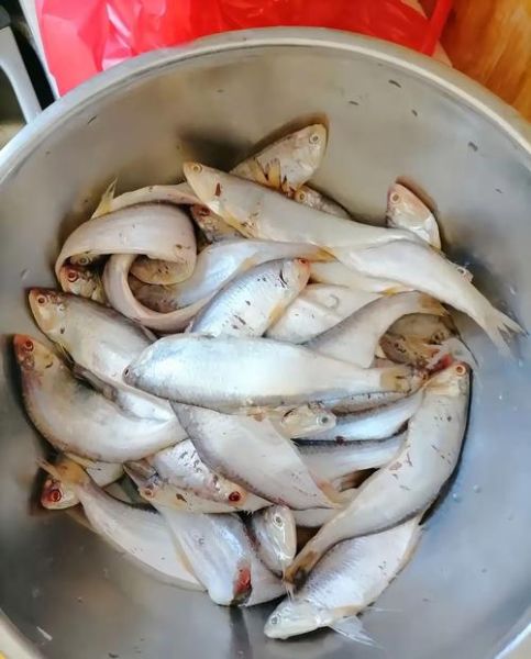 黄尖鱼长什么样_黄尖鱼有毒吗-第1张图片-山城妙识 黄尖鱼长什么样_黄尖鱼有毒吗-第1张图片-山城妙识