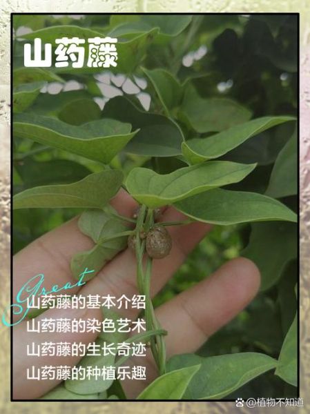 山药藤能吃吗_山药藤有什么功效-第1张图片-山城妙识 山药藤能吃吗_山药藤有什么功效-第1张图片-山城妙识