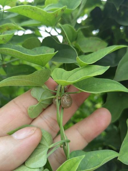 山药藤能吃吗_山药藤有什么功效-第2张图片-山城妙识 山药藤能吃吗_山药藤有什么功效-第2张图片-山城妙识