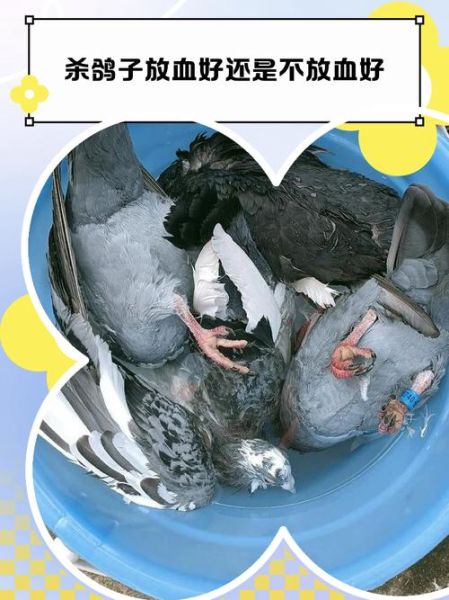 杀鸽子不放血科学吗_不放血对肉质影响-第1张图片-山城妙识 杀鸽子不放血科学吗_不放血对肉质影响-第1张图片-山城妙识
