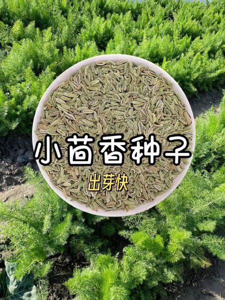 茴香籽长什么样_茴香籽图片怎么分辨真假-第2张图片-山城妙识 茴香籽长什么样_茴香籽图片怎么分辨真假-第2张图片-山城妙识